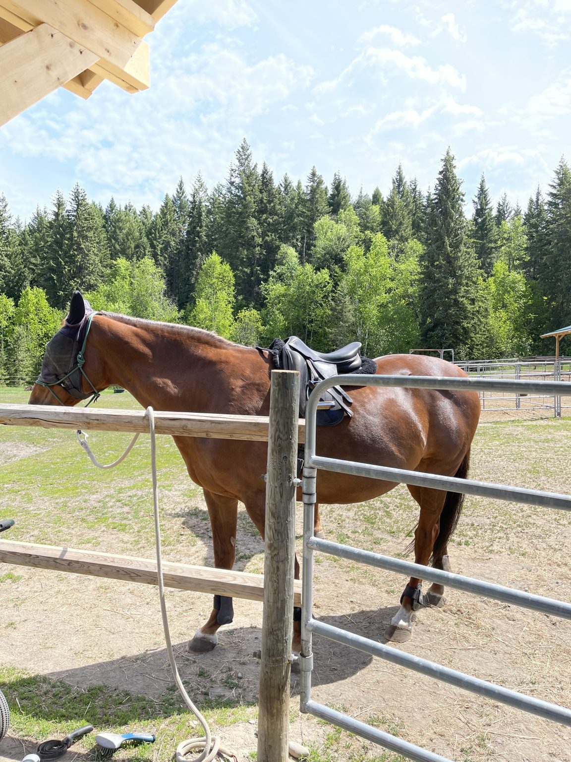 7 Keys To True Connection With Your Horse - ForTheHorse