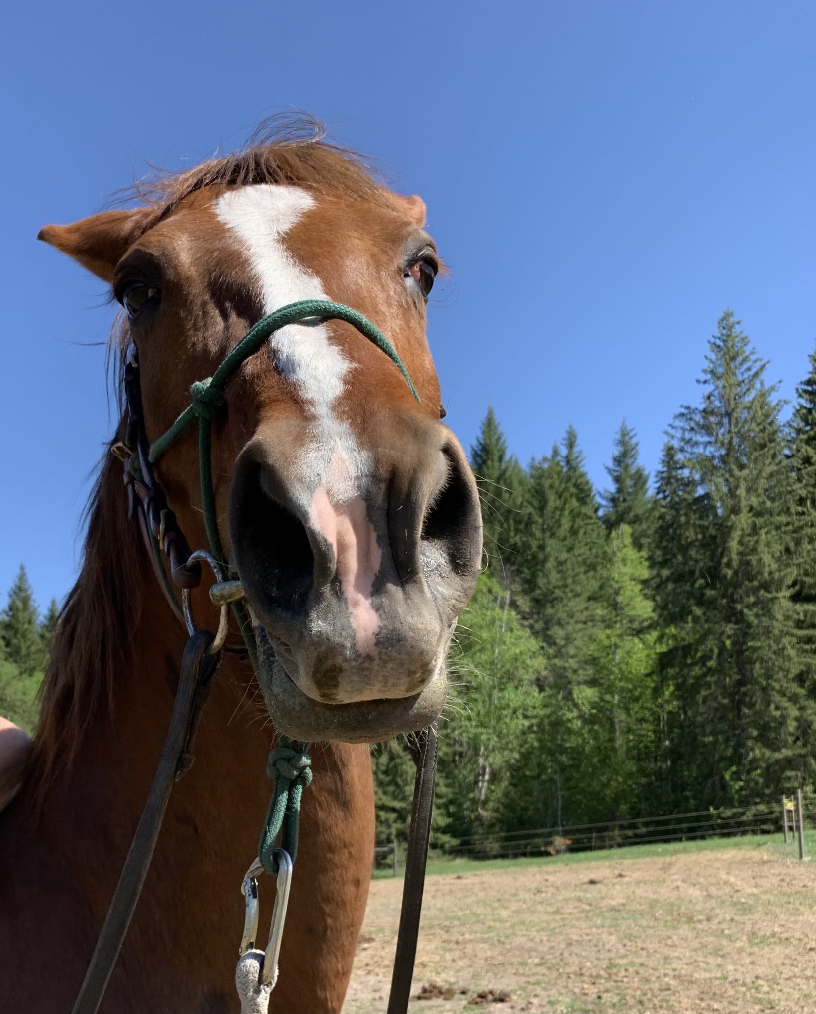 Anxious Horse Management (4 Steps) - ForTheHorse