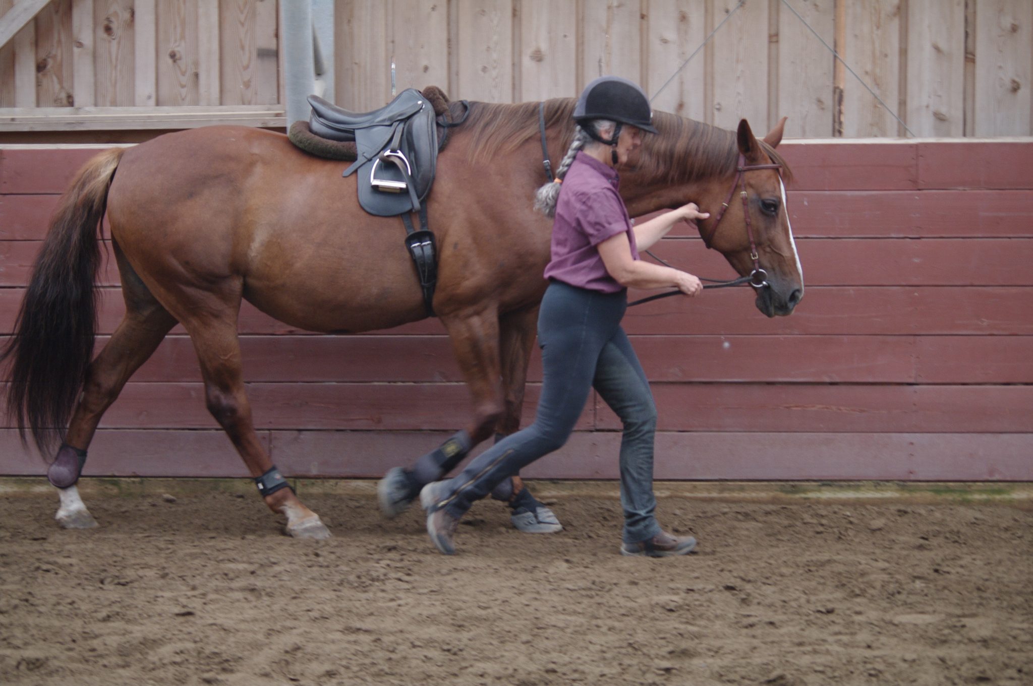 In Hand Horse Training That Makes Sense - ForTheHorse