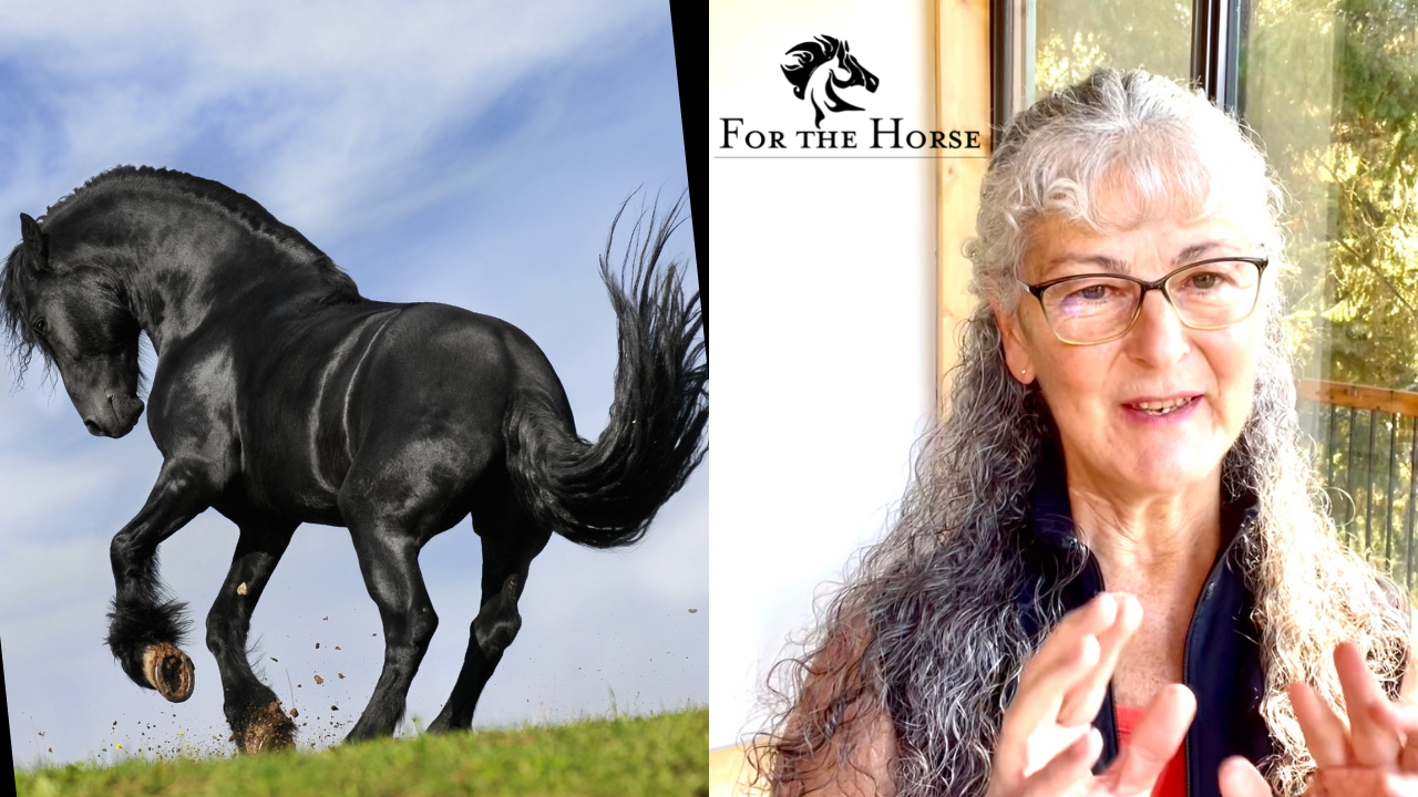 Horse Bodywork/5 Keys For Success - ForTheHorse